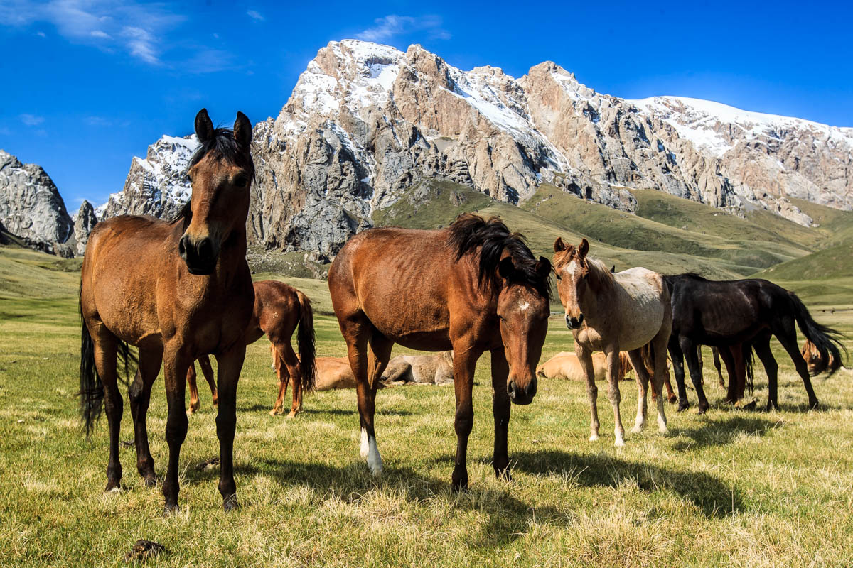 Kyrgyzstan A Short Summary Wildlifemomentsde